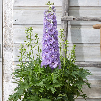 Delphinium 'Delgenius Shelby' | Larkspur – Gardeners Dream