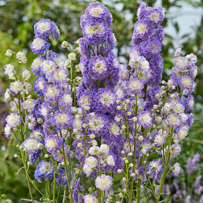 Delphinium 'Highlander Bolero' | Larkspur – Gardeners Dream