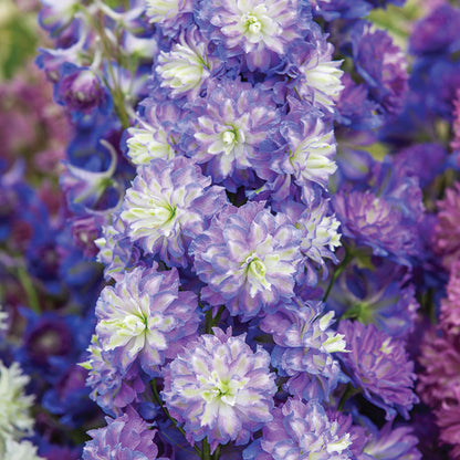 Delphinium 'Highlander Bolero' | Larkspur – Gardeners Dream