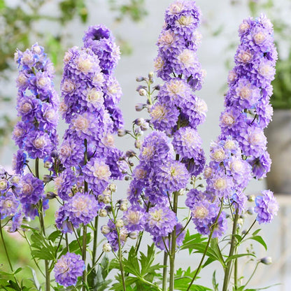 Delphinium 'Highlander Bolero' | Larkspur – Gardeners Dream