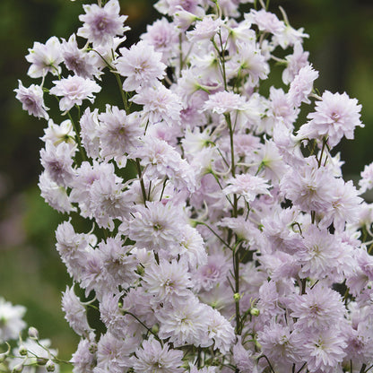 Delphinium 'Highlander Cha Cha' | Larkspur – Gardeners Dream