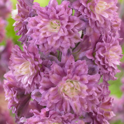 Delphinium 'Highlander Flamenco' | Larkspur – Gardeners Dream