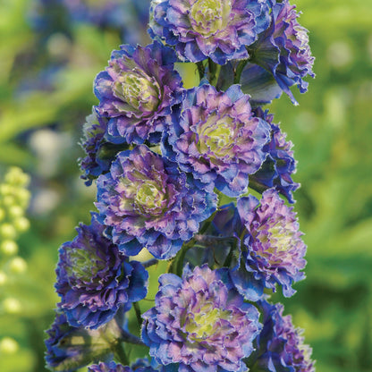Delphinium 'Highlander Sweet Sensation' | Larkspur – Gardeners Dream
