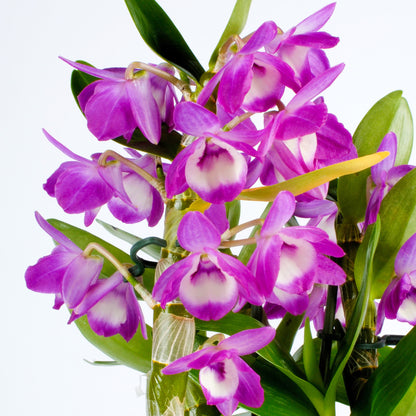 Dendrobium Berry Oda