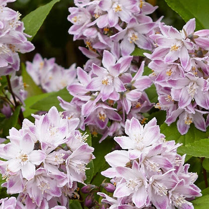 Deutzia 'Raspberry Sundae' | Deutzia – Gardeners Dream