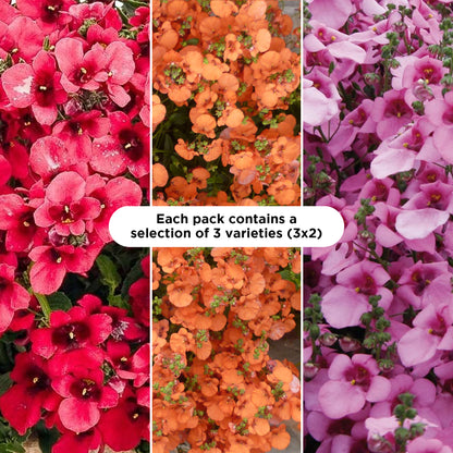 Diascia Mixed Basket Plants | Twinspur – Gardeners Dream