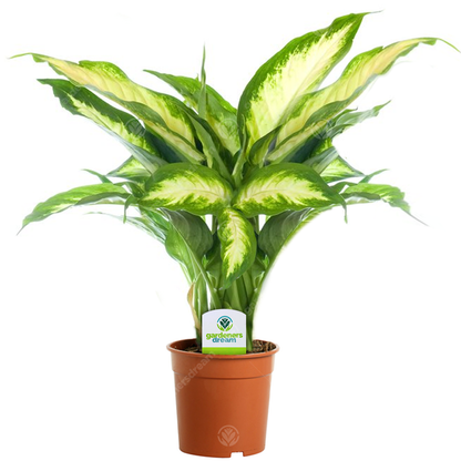 Statement House Plant Bundle – Gardeners Dream