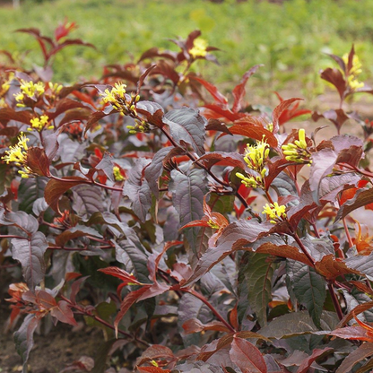 Diervilla 'Diva' | Bush Honeysuckle – Gardeners Dream