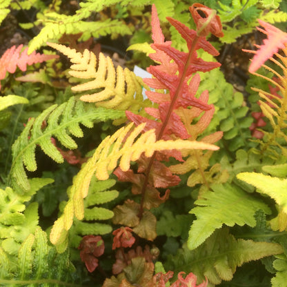 Doodia 'Rough Ruby' | Prickly Rasp Fern – Gardeners Dream