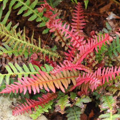 Doodia 'Rough Ruby' | Prickly Rasp Fern – Gardeners Dream