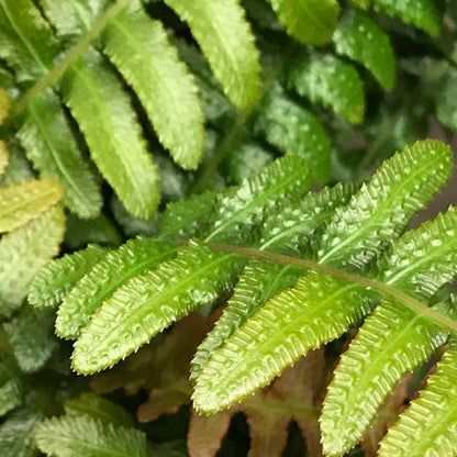 Doodia 'Rough Ruby' | Prickly Rasp Fern – Gardeners Dream
