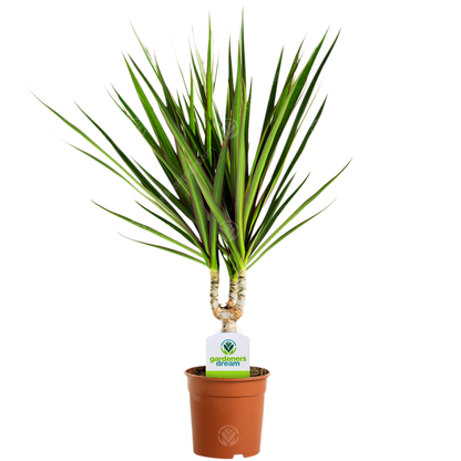 Classic House Plant Bundle – Gardeners Dream