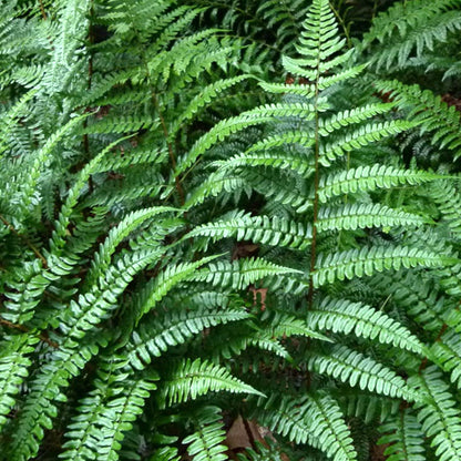 Dryopteris championii | Champion's Wood Fern – Gardeners Dream