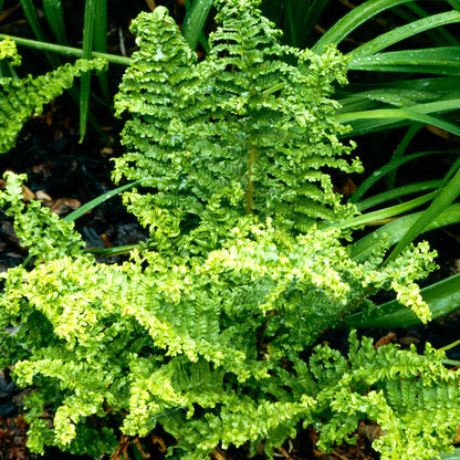 Dryopteris 'Crispa Cristata' | Crested Male Fern – Gardeners Dream