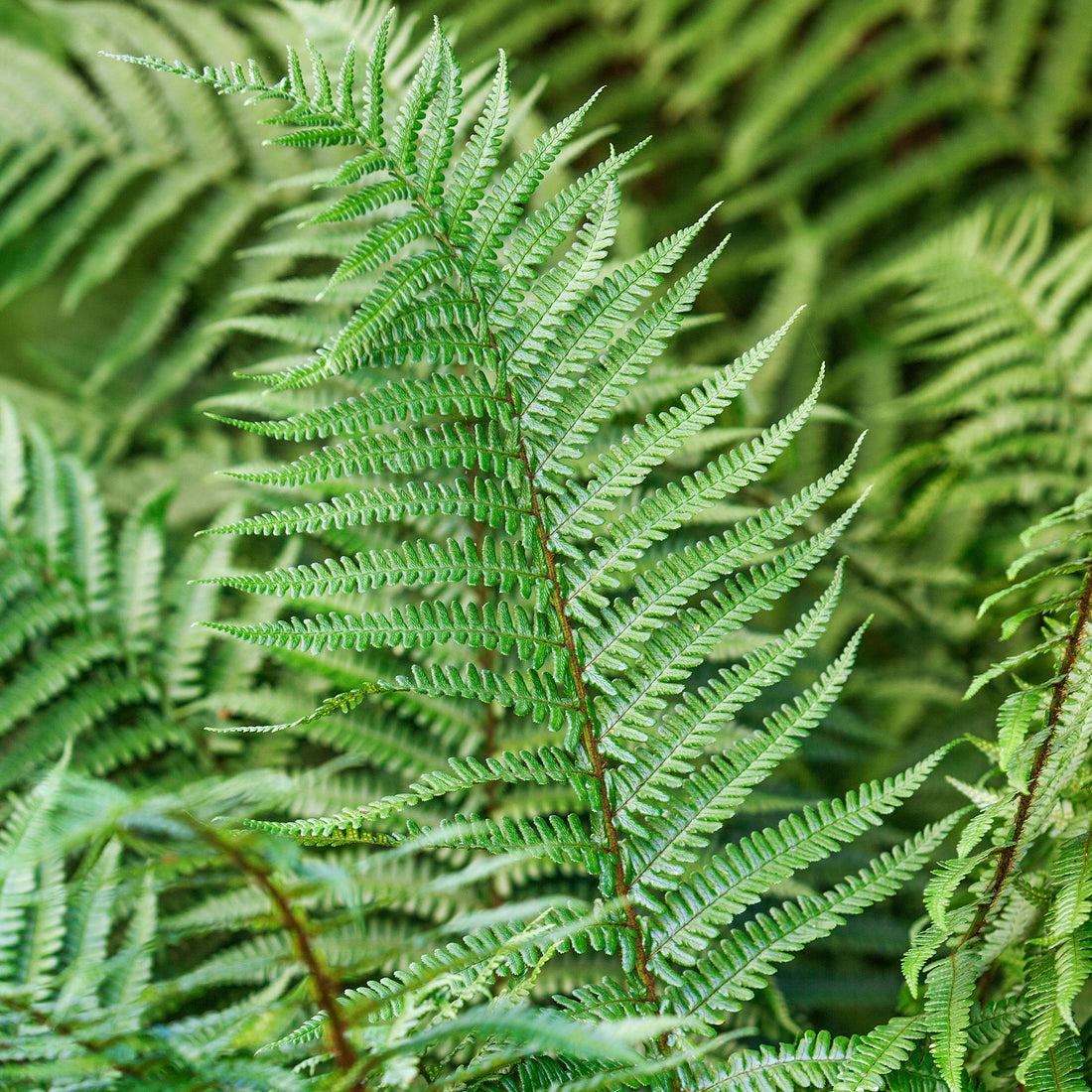 Dryopteris affinis | Scaly Male Fern – Gardeners Dream
