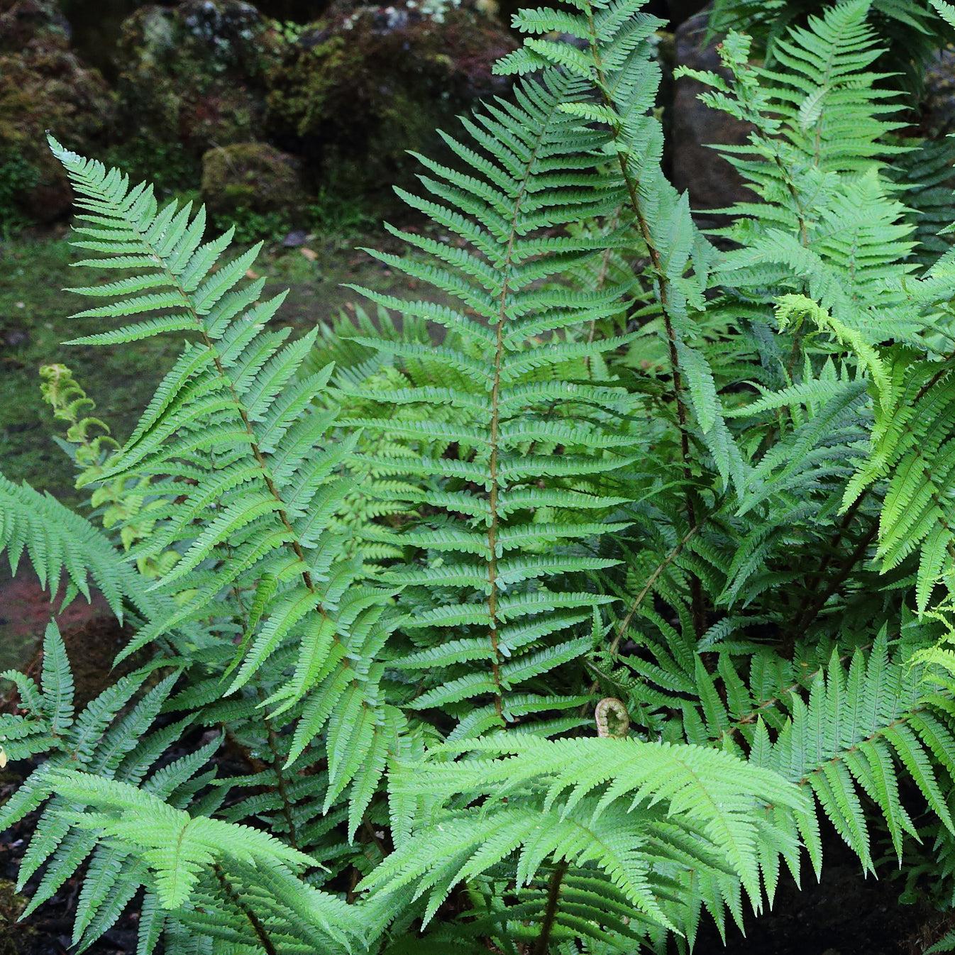 Dryopteris affinis | Scaly Male Fern – Gardeners Dream