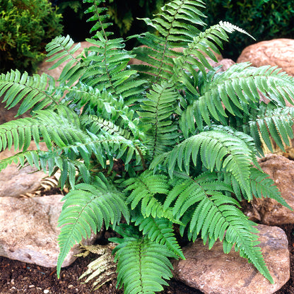 Dryopteris atrata | Shaggy Wood Fern – Gardeners Dream