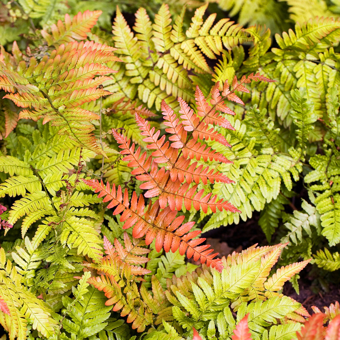 Dryopteris erythrosora | Copper Shield Fern – Gardeners Dream