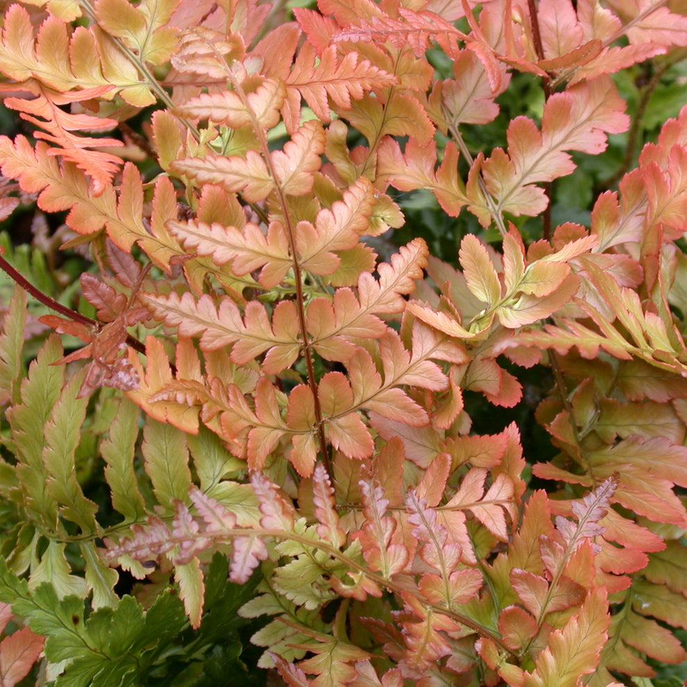 Dryopteris erythrosora | Copper Shield Fern – Gardeners Dream
