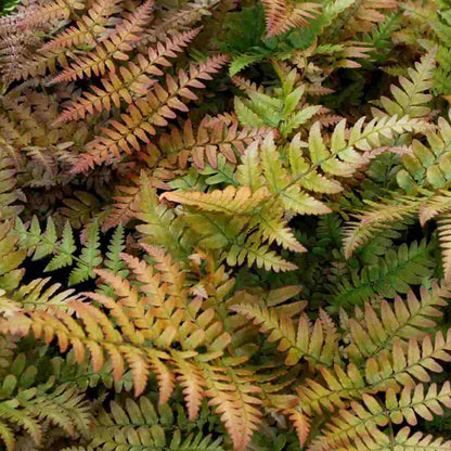 Dryopteris erythrosora | Copper Shield Fern – Gardeners Dream