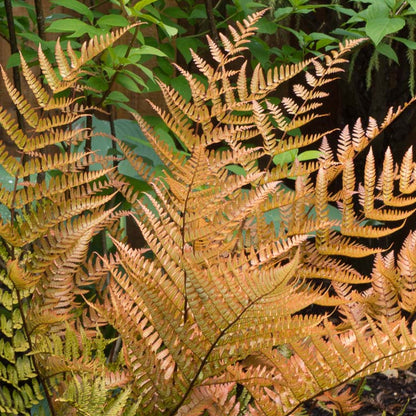 Dryopteris 'Brilliance' | Copper Shield Fern – Gardeners Dream