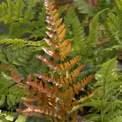 Dryopteris 'Brilliance' | Copper Shield Fern – Gardeners Dream
