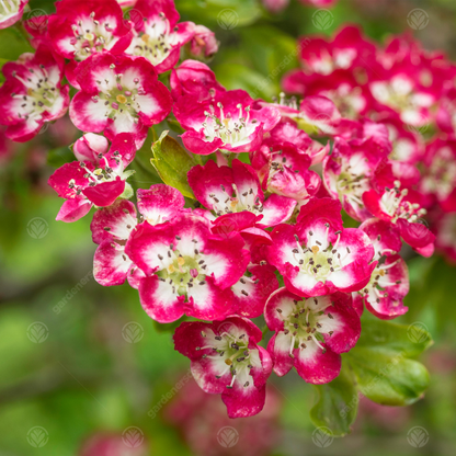 Crataegus 'Crimson Cloud' | Hawthorn Tree – Gardeners Dream
