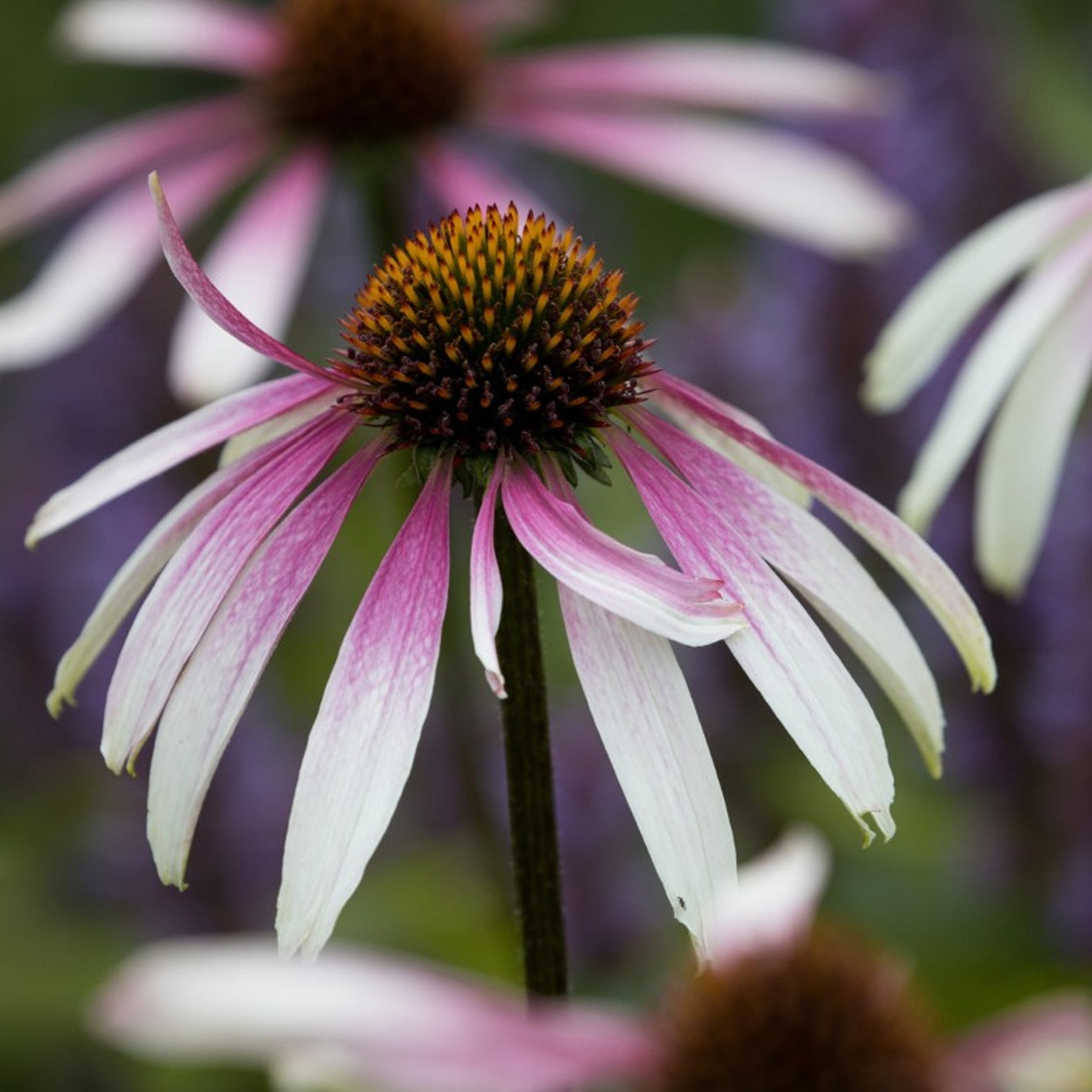 Echinacea 'Pretty Parasols' | Coneflower – Gardeners Dream