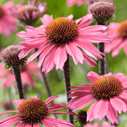 Echinacea 'SunSeekers Pink' | Coneflower – Gardeners Dream