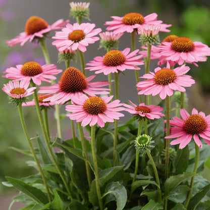 Echinacea 'SunSeekers Pink' | Coneflower – Gardeners Dream