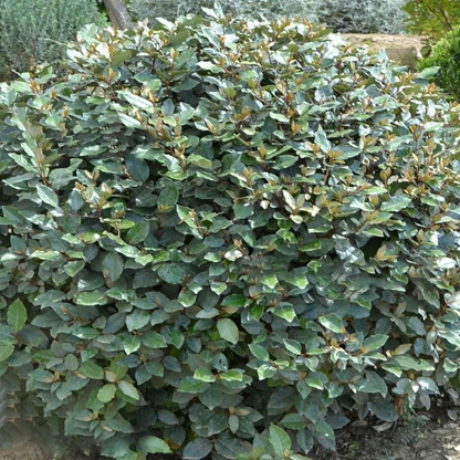 Elaeagnus 'Compacta' | Compact Silverberry – Gardeners Dream