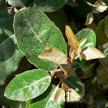 Elaeagnus 'Compacta' | Compact Silverberry – Gardeners Dream