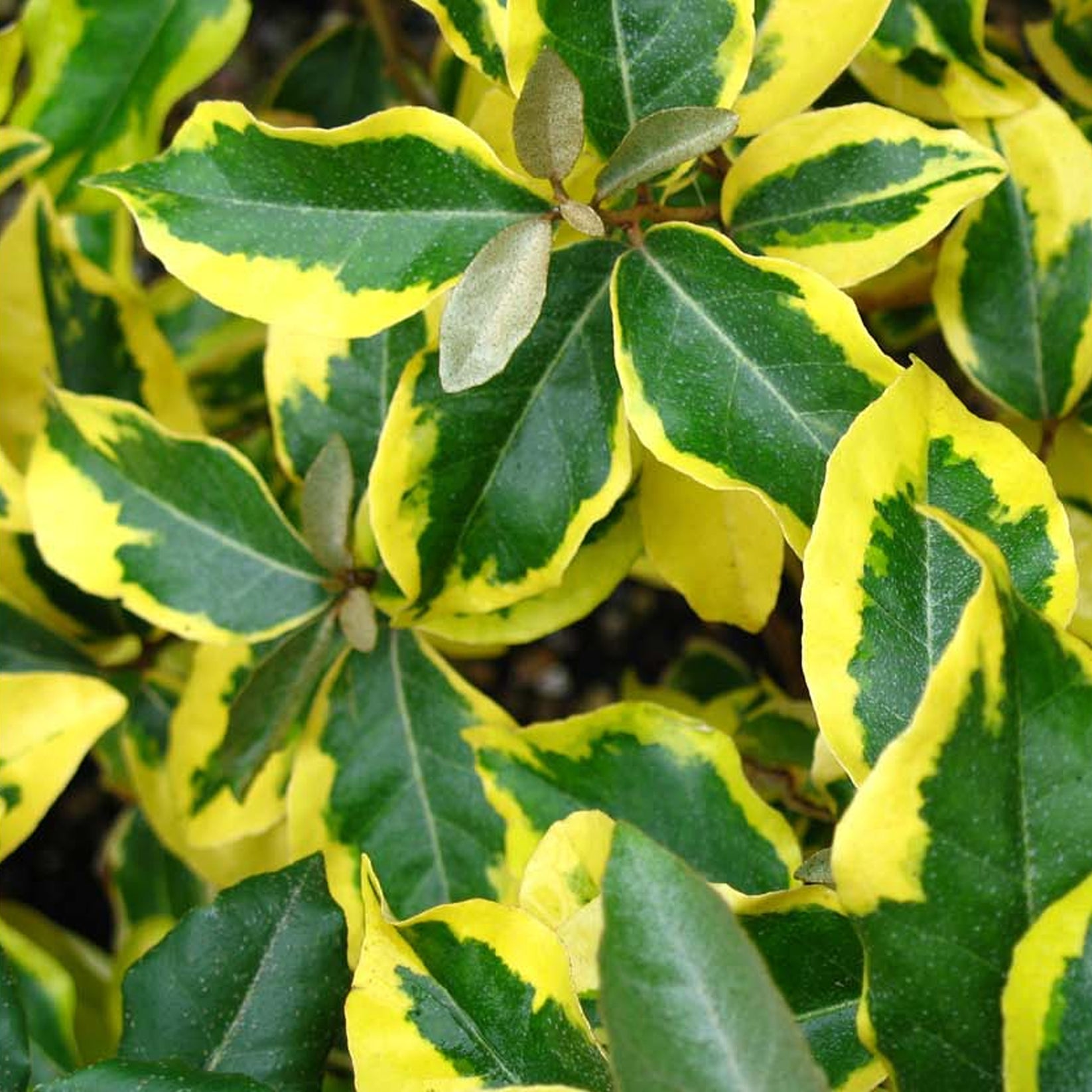 Elaeagnus 'Gilt Edge' | Silverthorn – Gardeners Dream
