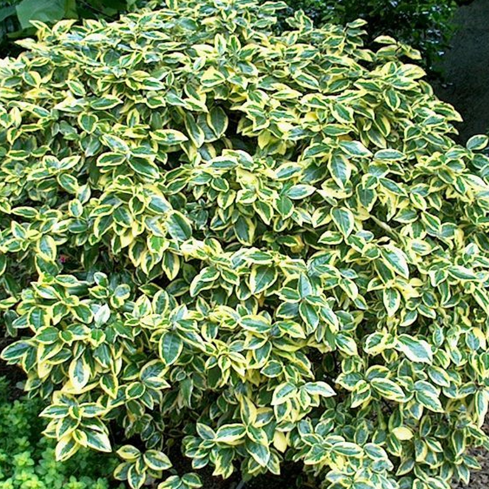 Elaeagnus 'Gilt Edge' | Silverthorn – Gardeners Dream