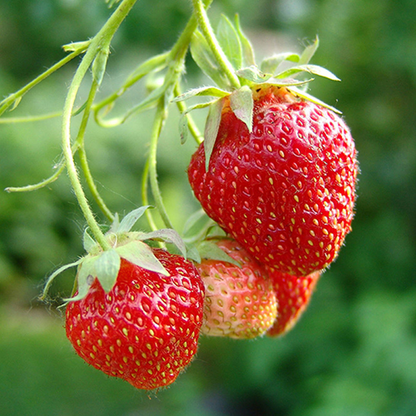 Strawberry 'Elsanta' Bare Root Plants | Strawberry – Gardeners Dream