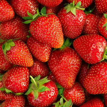 Strawberry 'Elsanta' Bare Root Plants | Strawberry – Gardeners Dream