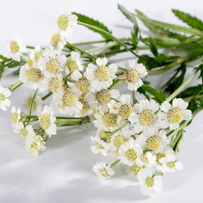 English Mace | Mace – Gardeners Dream