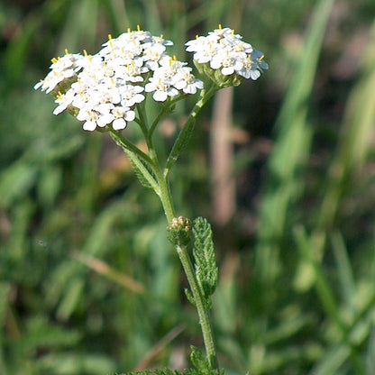 English Mace | Mace – Gardeners Dream