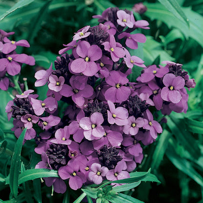 Erysimum 'Bowles's Mauve' | Wallflower – Gardeners Dream