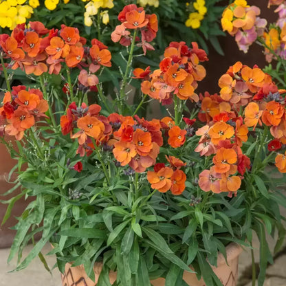 Erysimum 'Spring Breeze Cooper' | Wallflower – Gardeners Dream