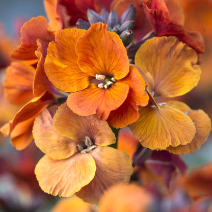 Erysimum 'Spring Breeze Cooper' | Wallflower – Gardeners Dream