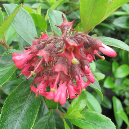 Escallonia 'Red Knight' | Chilean Gum Box – Gardeners Dream