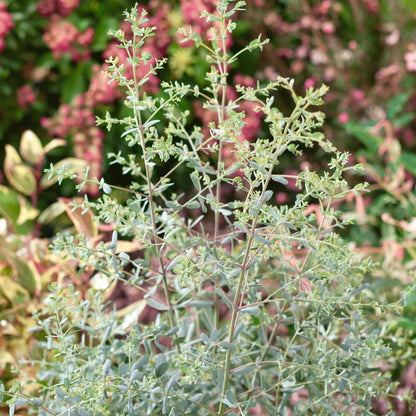 Eucalyptus 'France Bleu' | Cider Gum Tree – Gardeners Dream