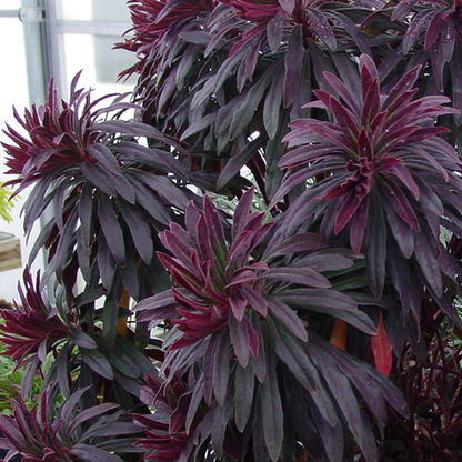 Euphorbia 'Ruby Glow' | Spurge – Gardeners Dream