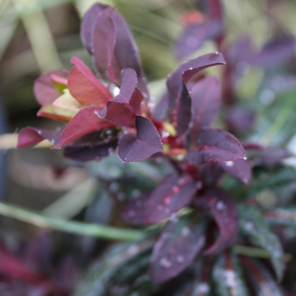 Euphorbia 'Ruby Glow' | Spurge – Gardeners Dream