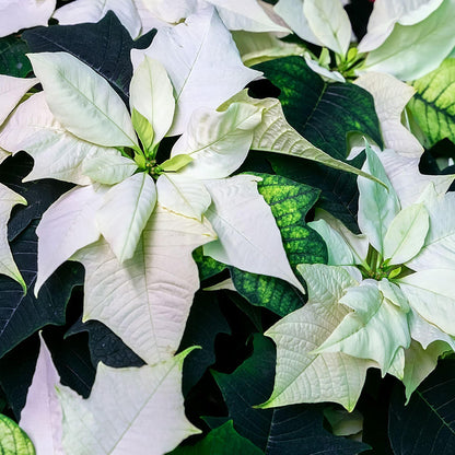 White Poinsettia Christmas Plants | Christmas Plants – Gardeners Dream