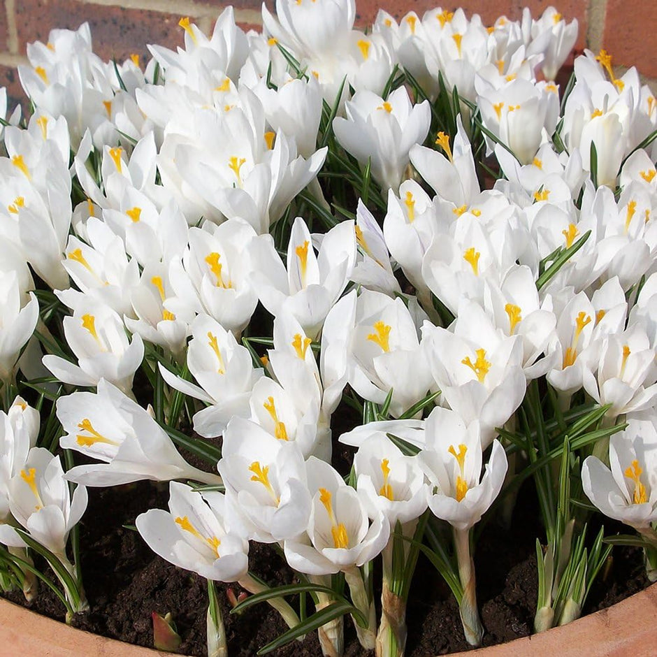 Crocus Bulbs | Purple, Yellow & White Crocuses | Gardeners Dream