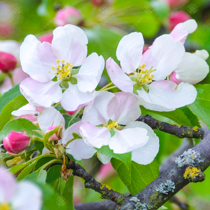 Malus 'Red Jade' | Crab Apple Tree – Gardeners Dream