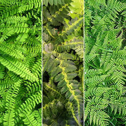 Fern Mix | Mixed Varieties – Gardeners Dream