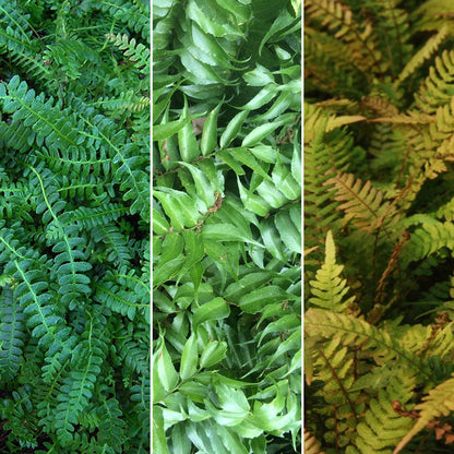 Fern Mix | Mixed Varieties – Gardeners Dream